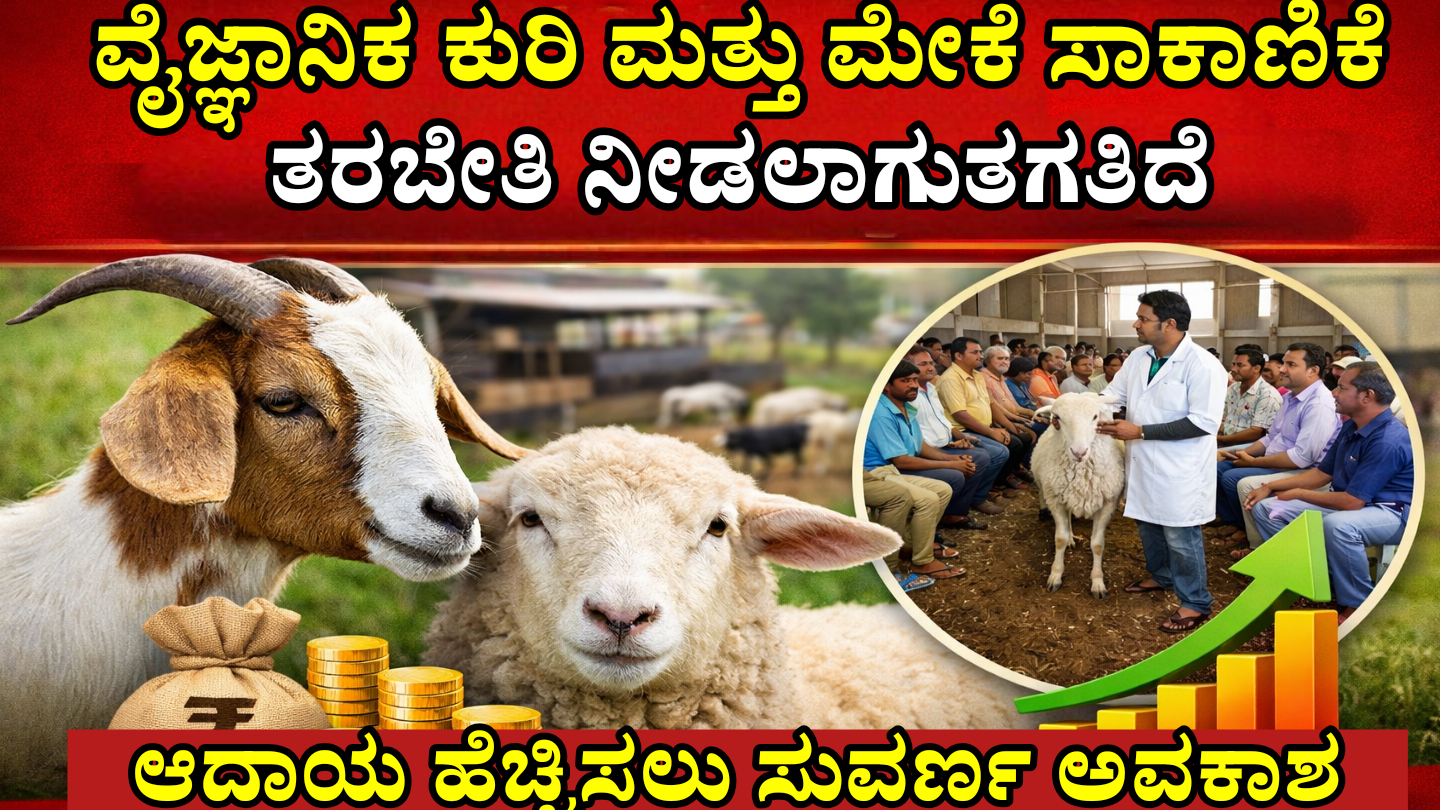 Sheep and goat Farming ಫೆಬ್ರವರಿ 25–26ರಂದು ರೈತರಿಗೆ ವೈಜ್ಞಾನಿಕ ಕುರಿ ಮತ್ತು ...